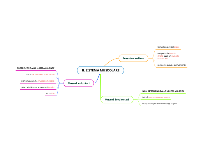 IL SISTEMA MUSCOLARE - Mind Map